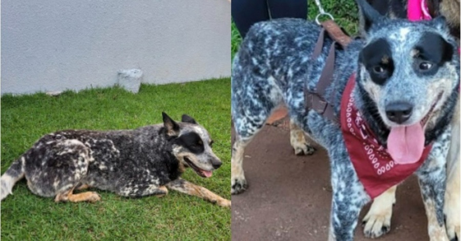 Cachorro da raça blue heeler desaparece em Toledo e família oferece ...