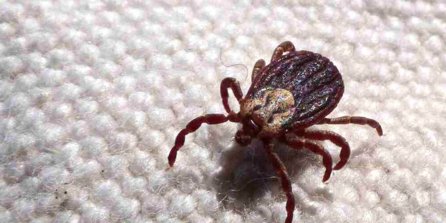 Anvisa aprova registro de kit para diagnóstico de febre maculosa